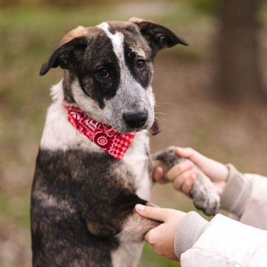 Рада ищет дом