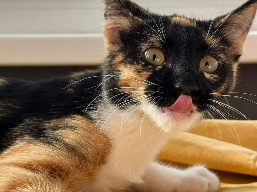 Кошка Бабочка