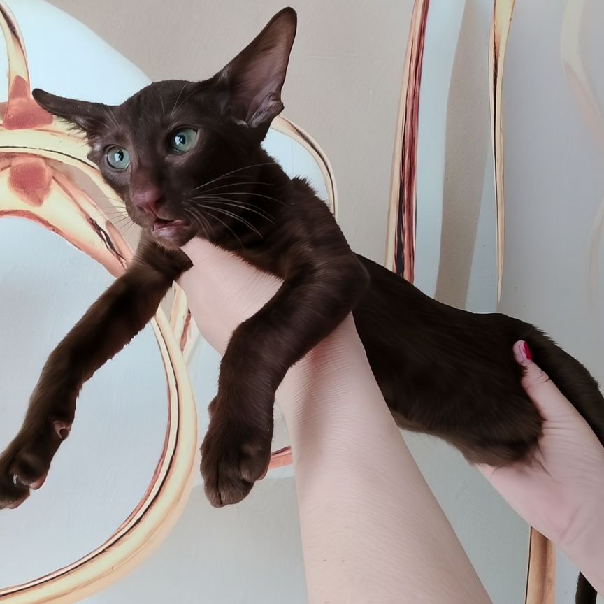 Ориентальный котёнок