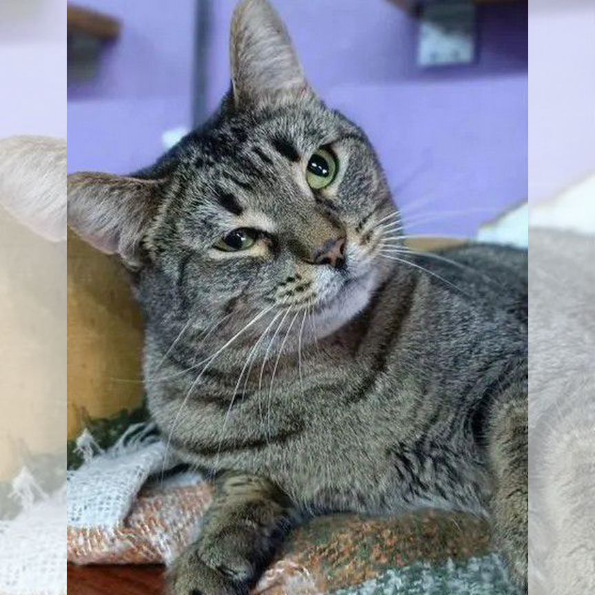 Взрослая, кошка в добрые руки