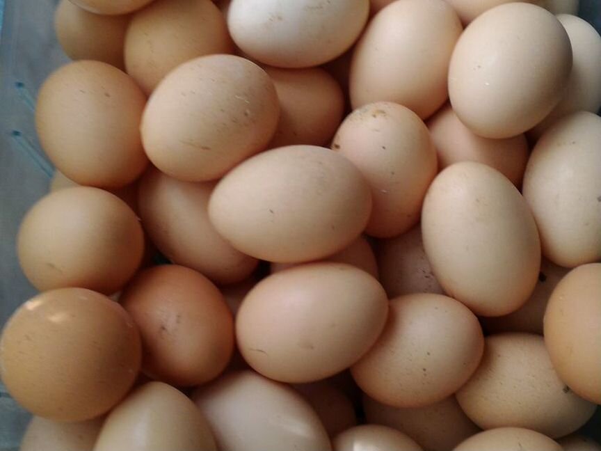 Яйцо домашнее куриное отборное