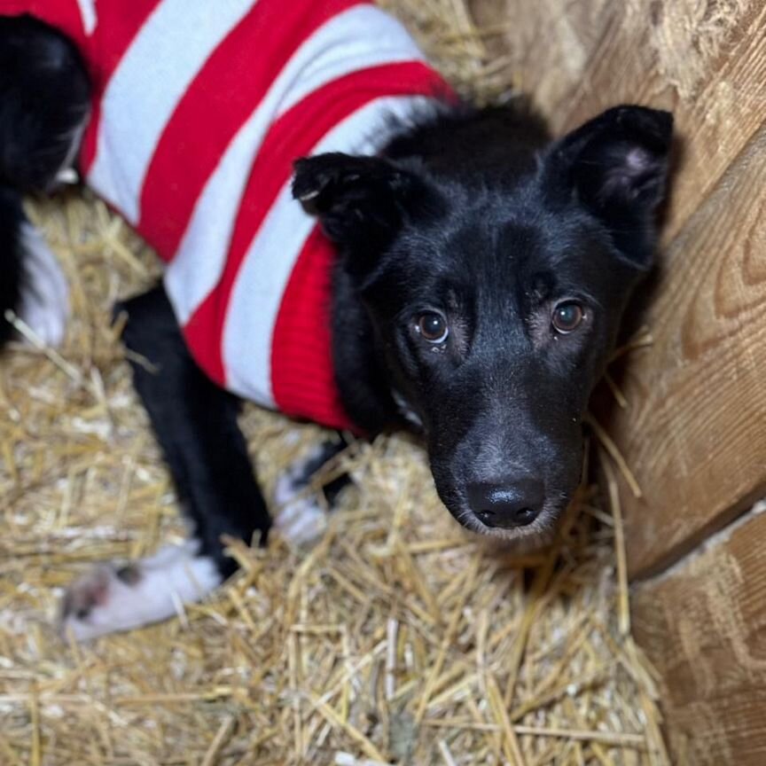 Урану холодно в приюте