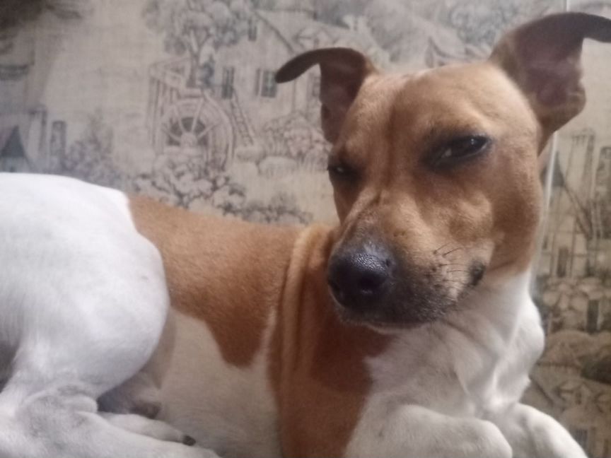 Ищу дамочку для вязки