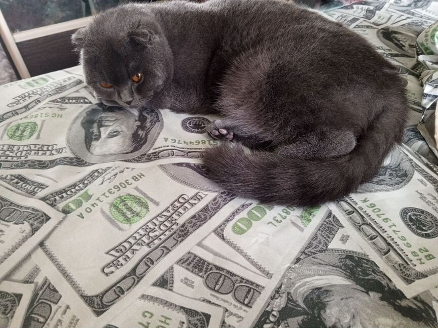 Шатланская кошка вязка