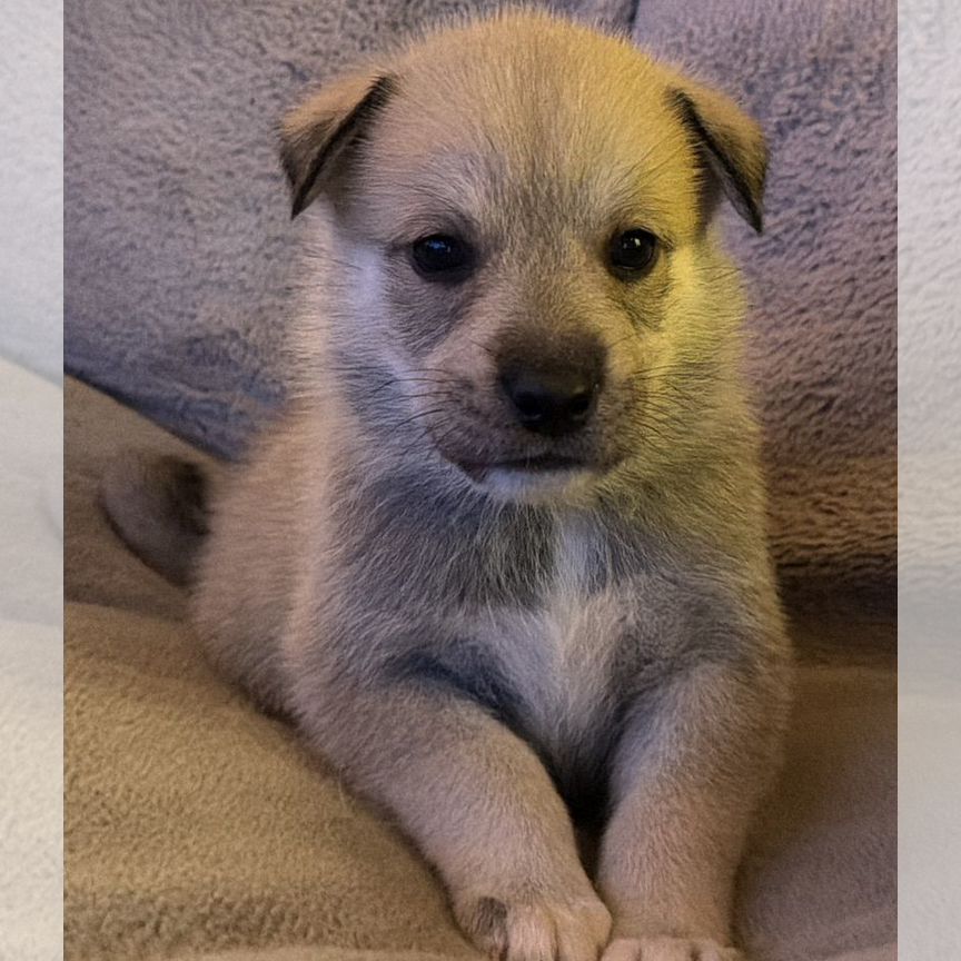 Сибирский хаски, щенок