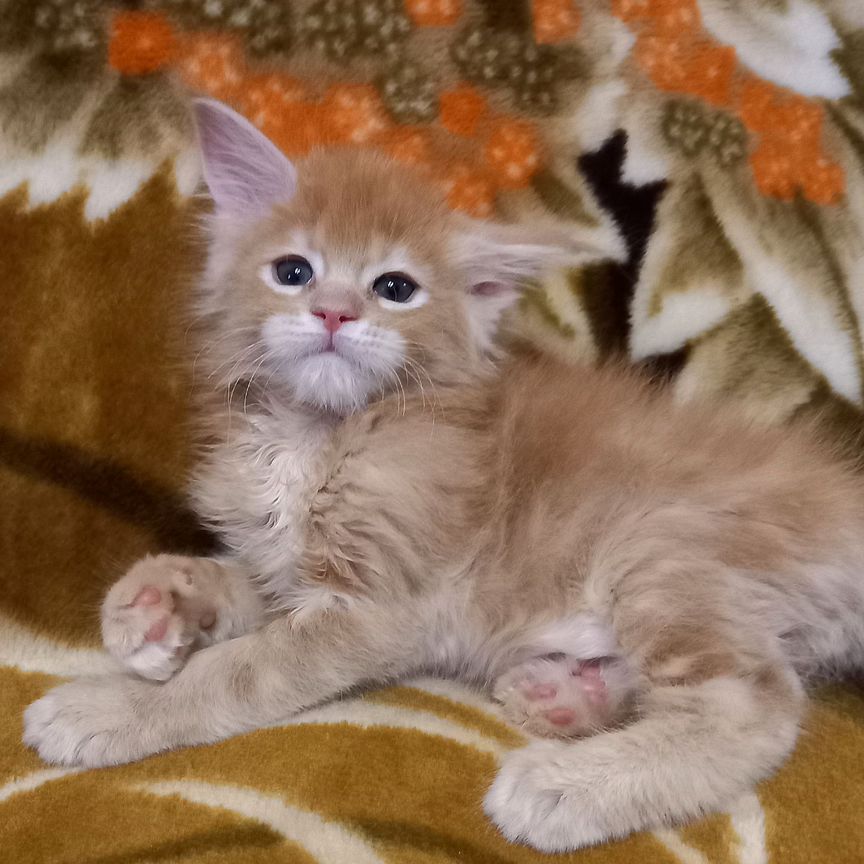 Мейн-кун мальчик кремовый