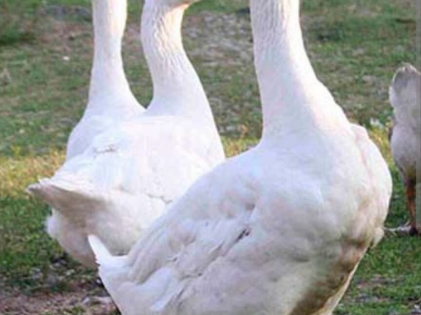 Инкубационное яйцо гусей (Легарт Датский)