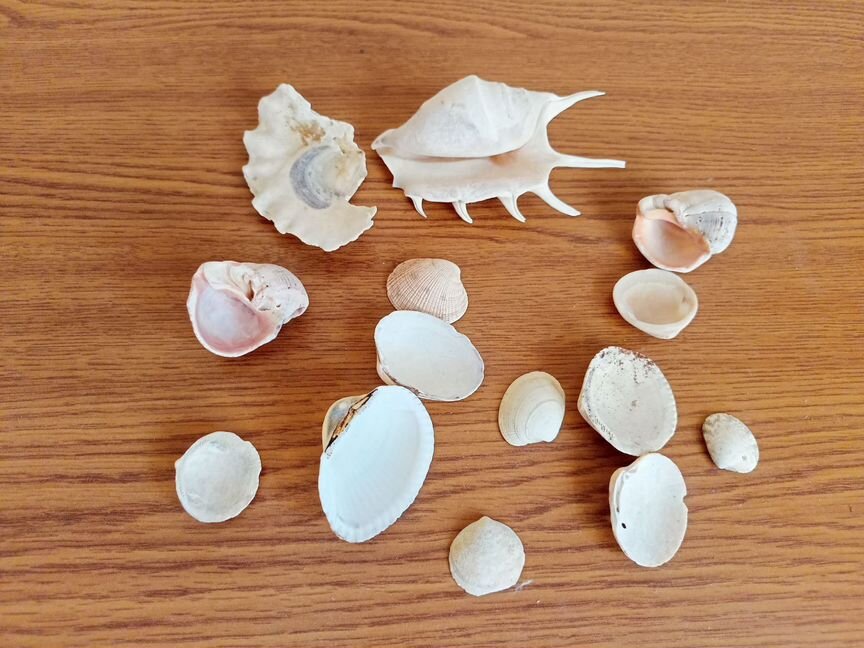 Морские ракушки. Набор