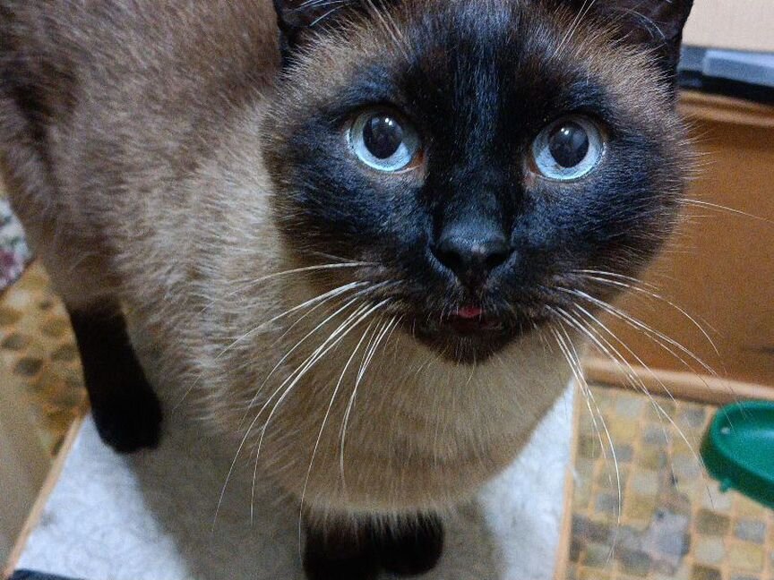 Тайская Кошка Люсия