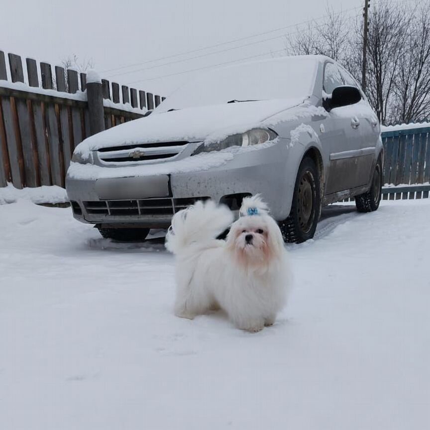 Мальтийская болонка