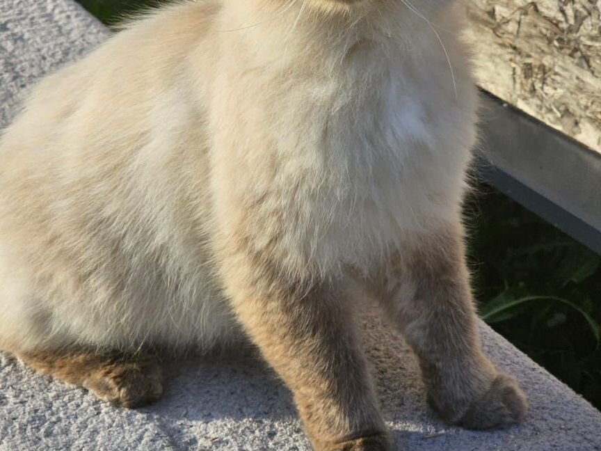 Котик 3 года очень ласковый, живет на улице