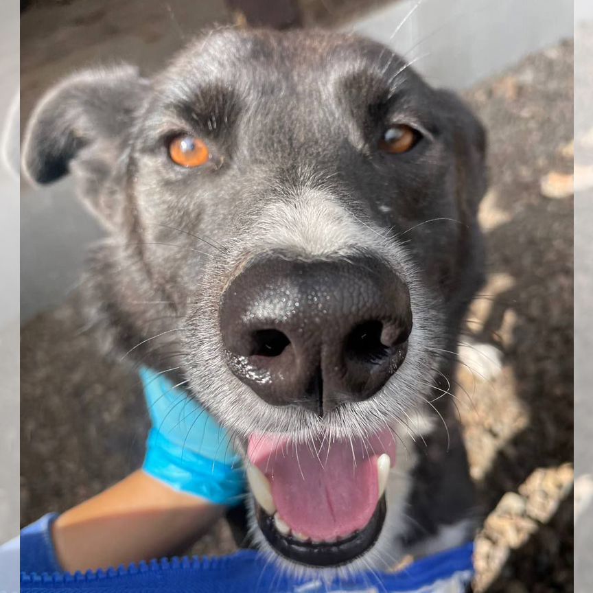 Взрослая собака в добрые руки