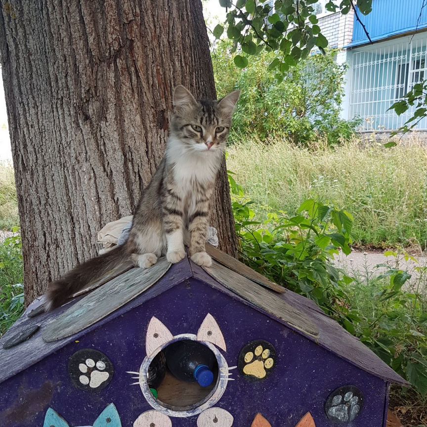 Котик