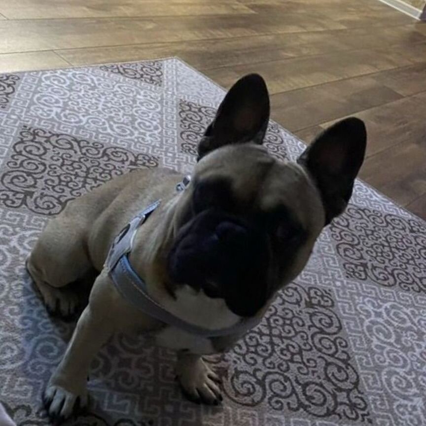 Французский бульдог