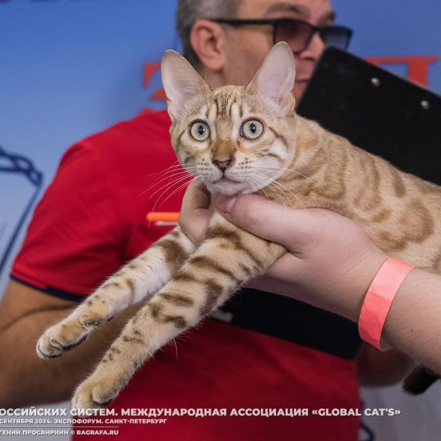 Бенгальская, взрослая кошка