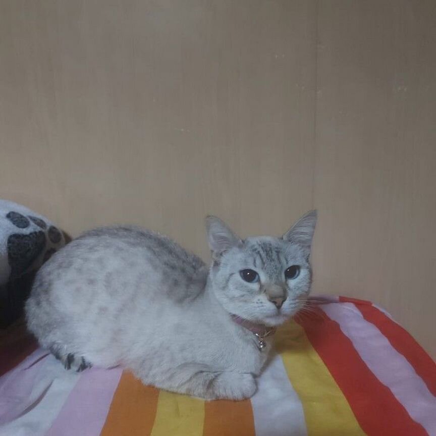 Кошка ищет дом