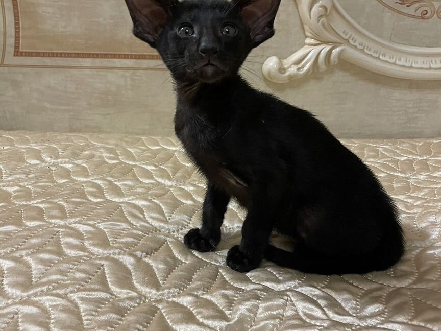 Ориентальные котята
