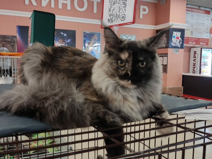 Продажа кошек породы Мейн-кун