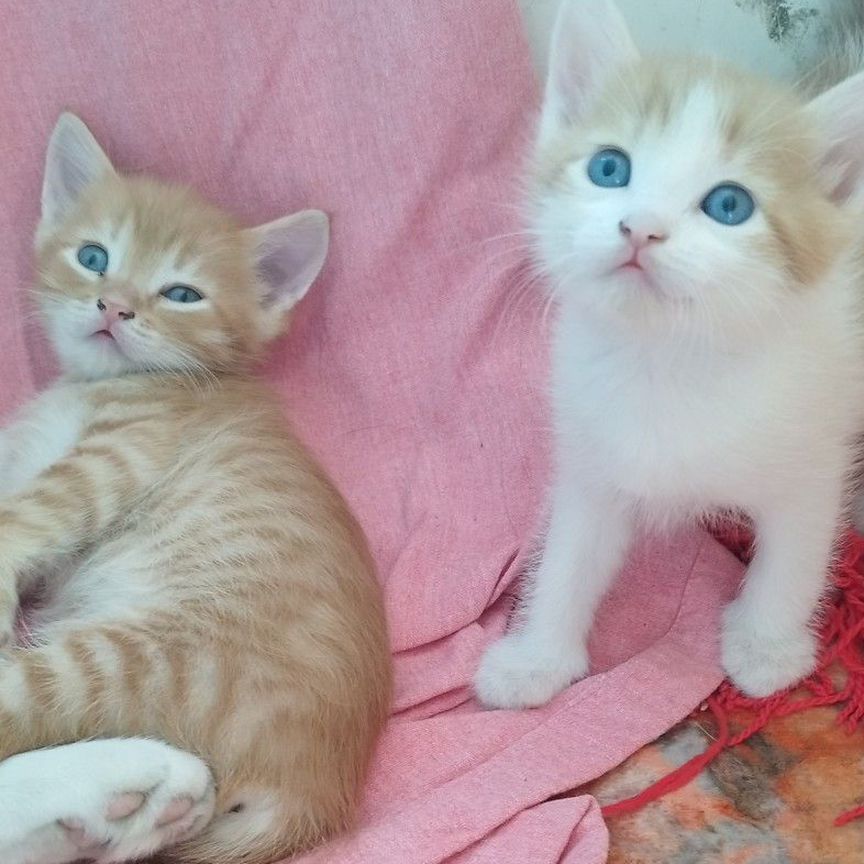 Котята в добрые руки от кошки крысоловки