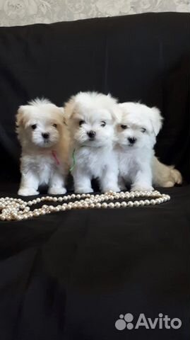 Мальтийская болонка