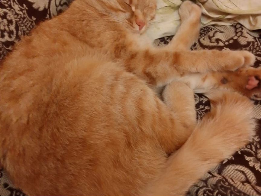 Рыжий кот