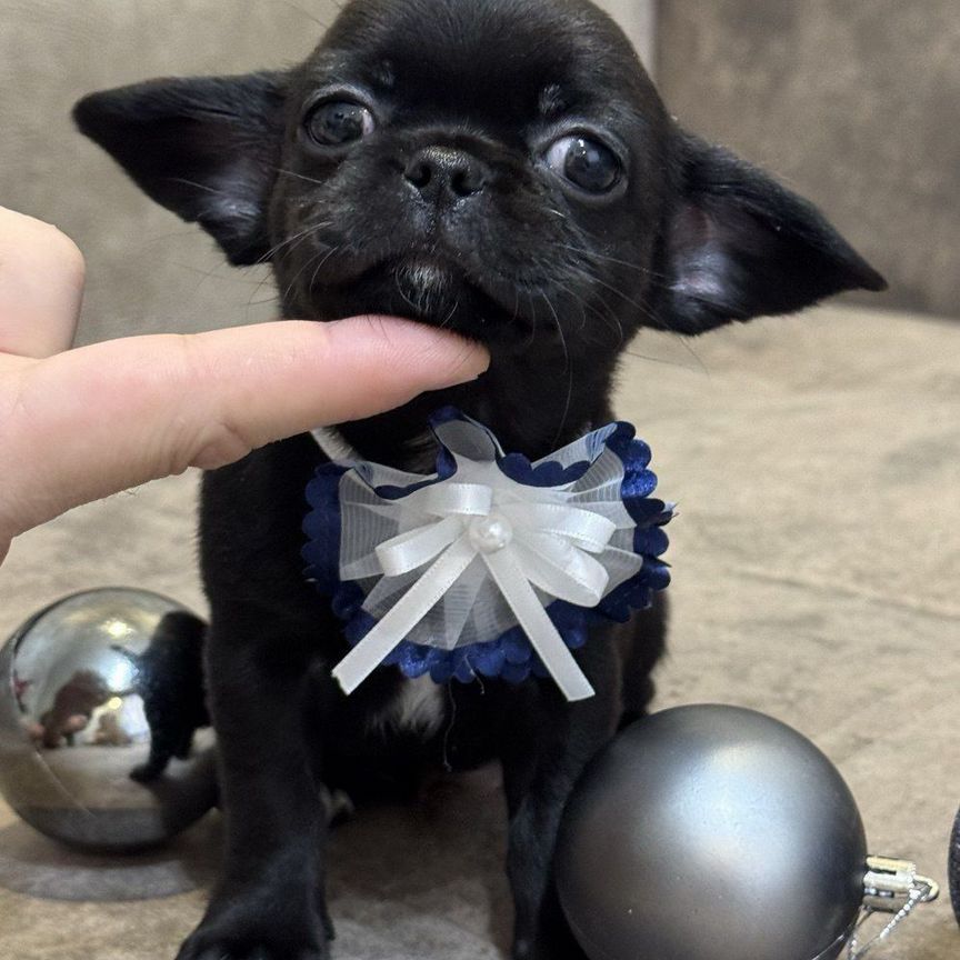 Чихуахуа, щенок