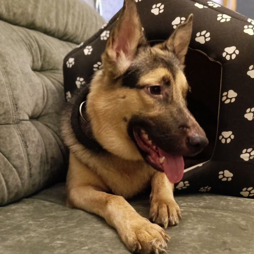 Рокси в поисках дома