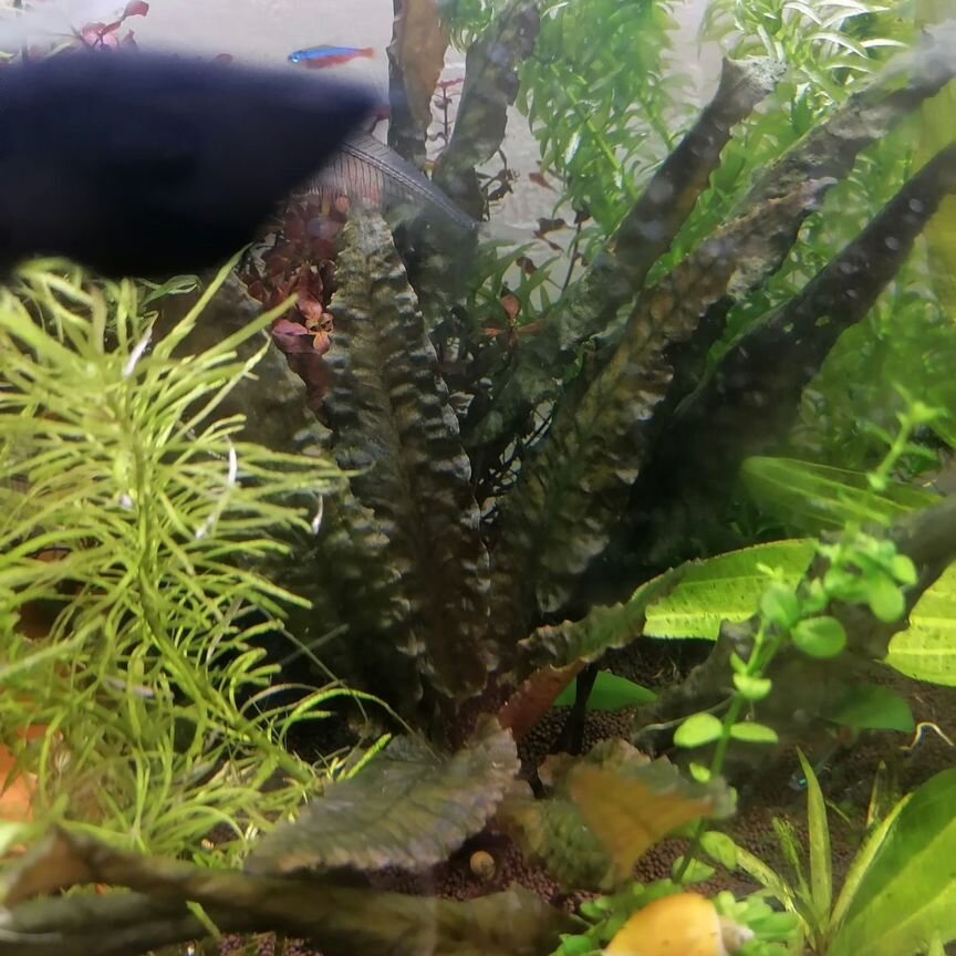 Криптокорина Вендта (шоколад)