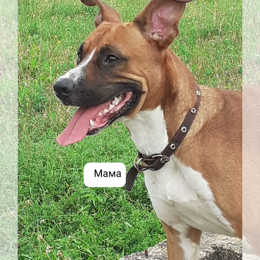 Отдам в добрые руки