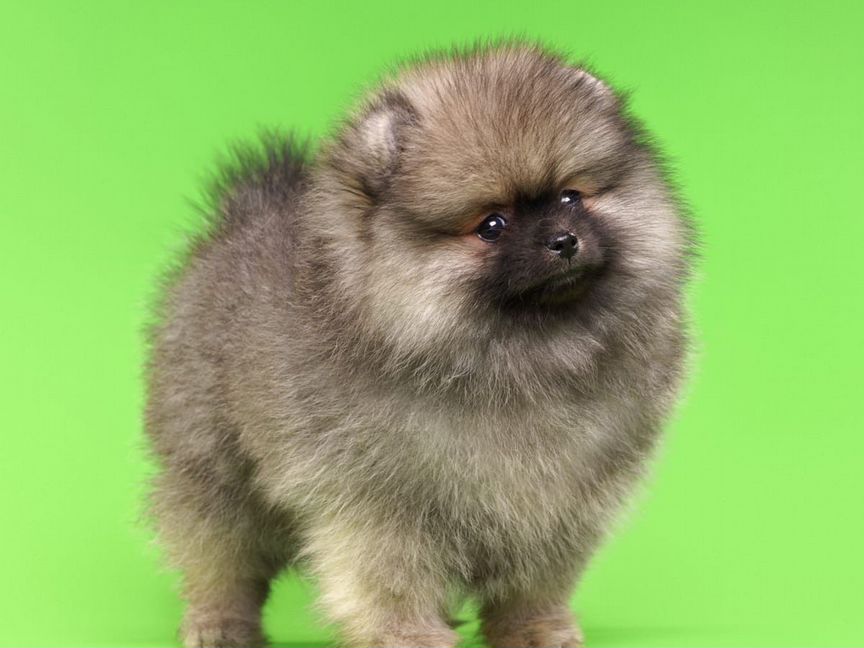 Померанский шпиц