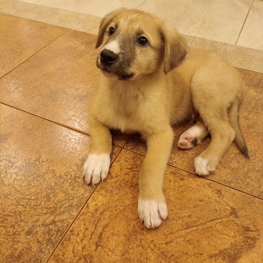 Щенок в добрые руки мальчик