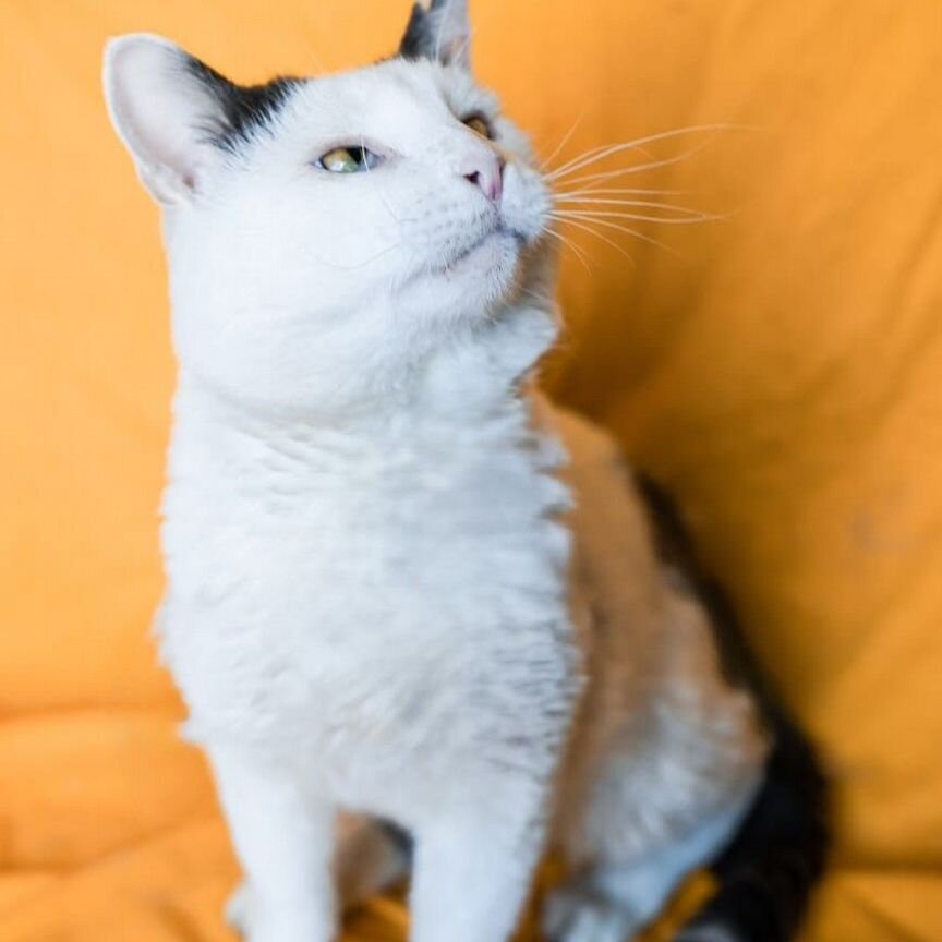Добрейший кот ищет дом