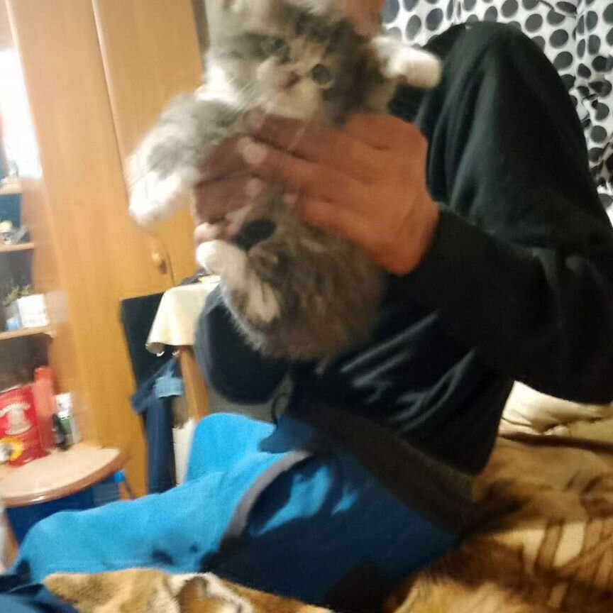 Отдам котят бесплатно