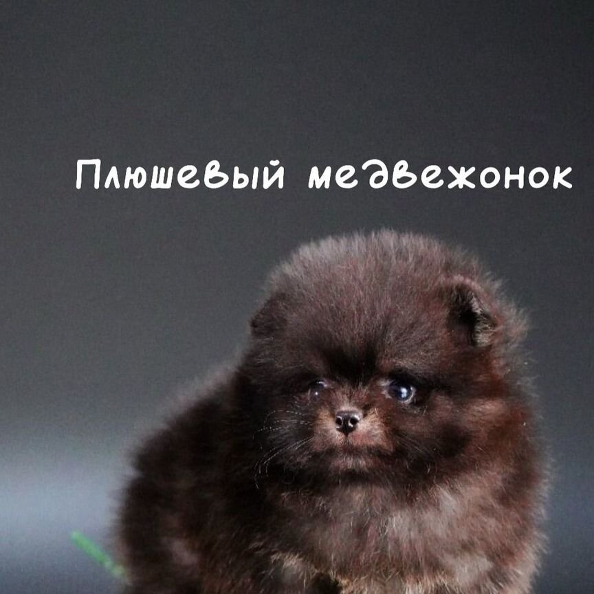 Мини померанский шпиц