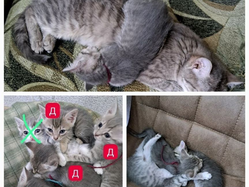 Домашние животные котята