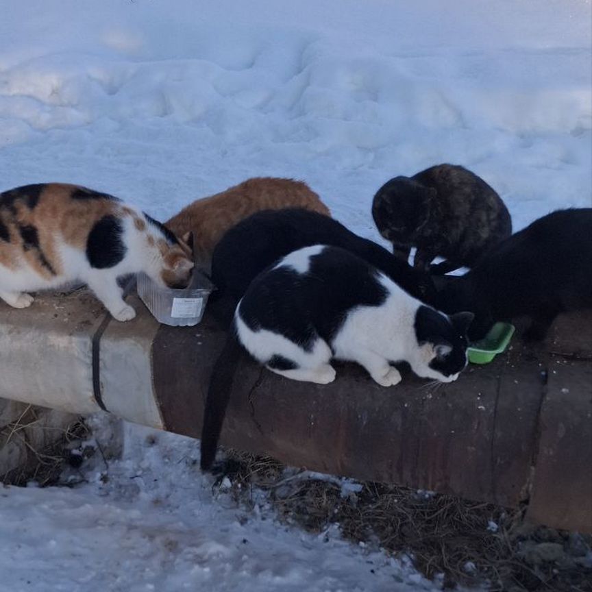 Кошки в добрые руки