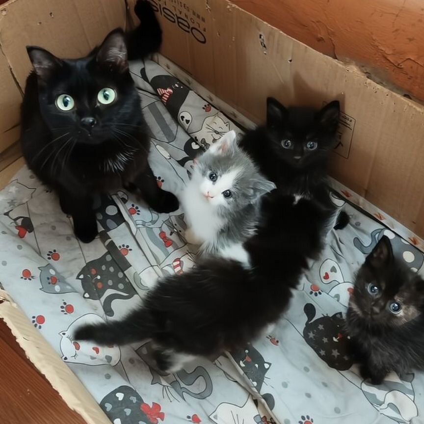 Котёнок в добрые руки