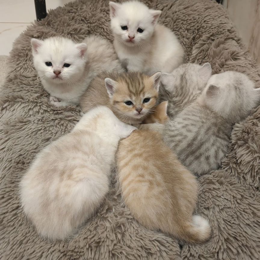 Шотландские котята