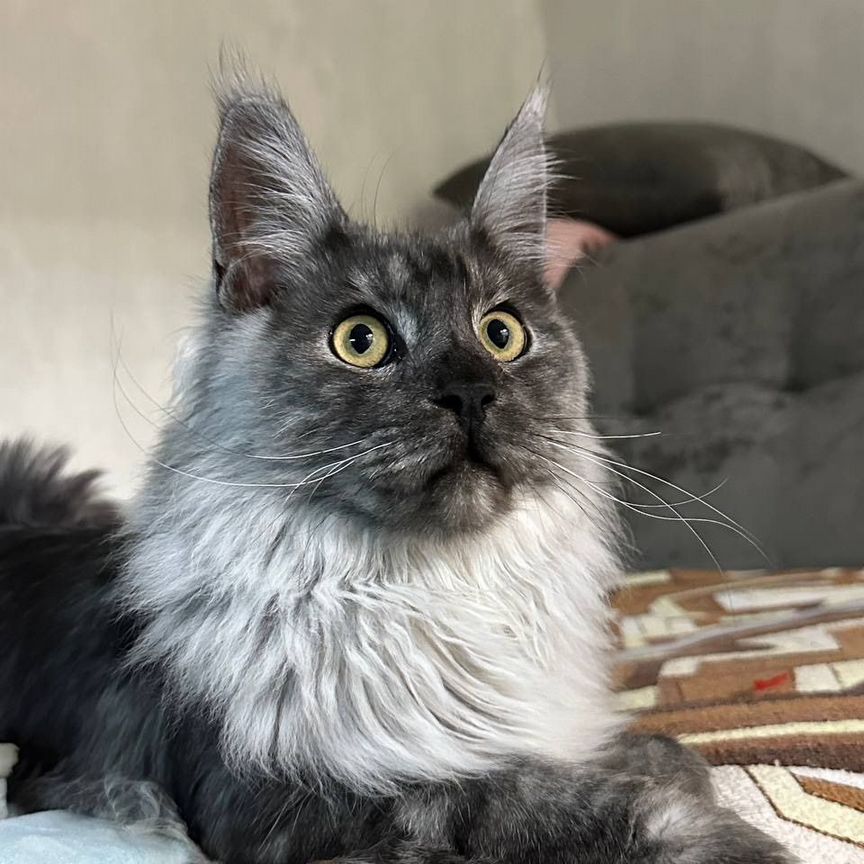 Мэйкун дорого