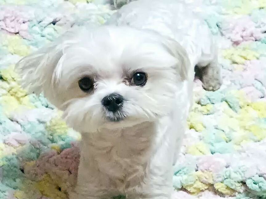 Вязка мальчик мальтезе