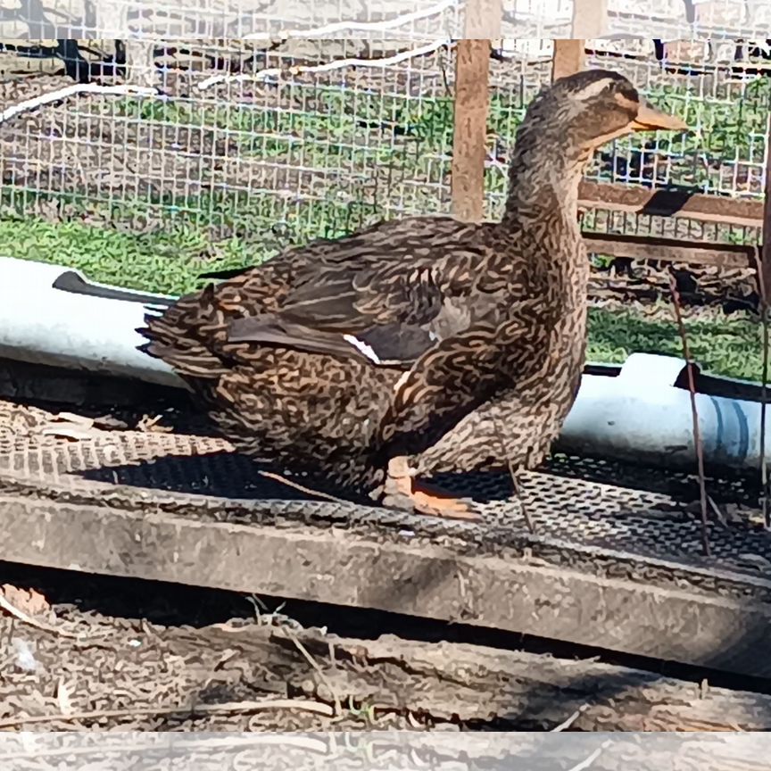 Руанские утки. Инкубационное няйцо