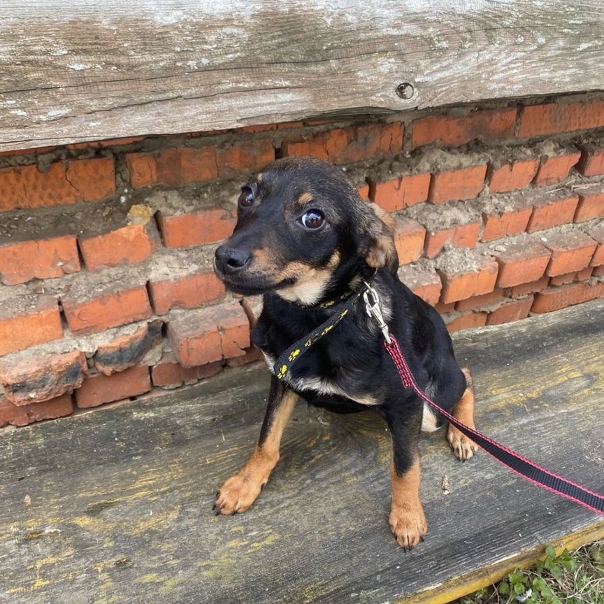 Отдам щенка в добрые руки