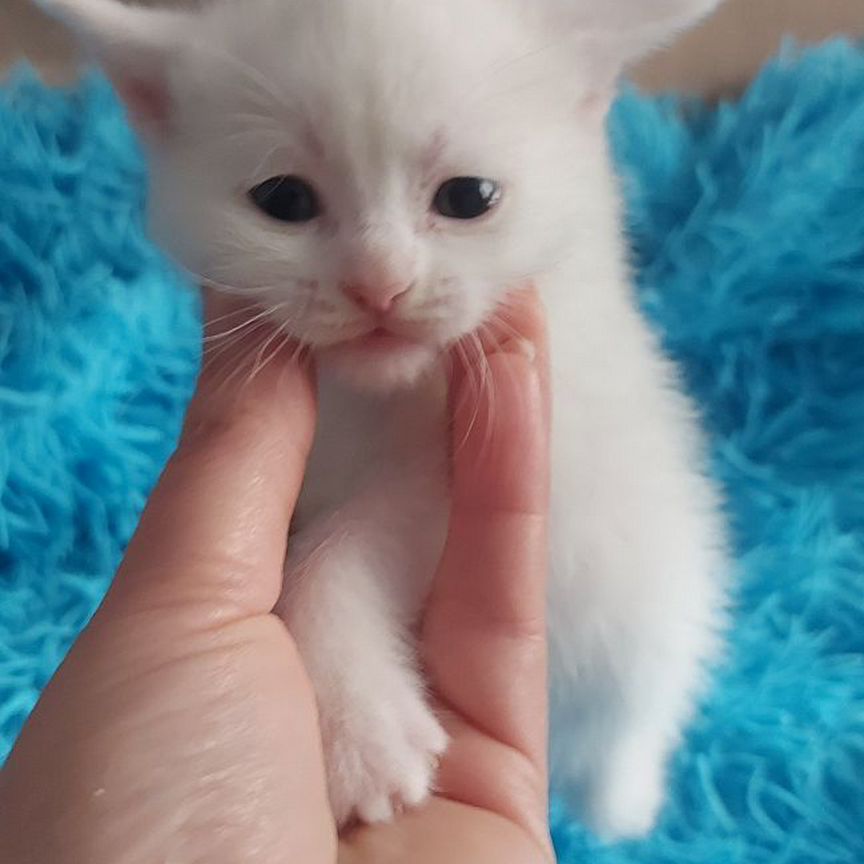 Шотландочки