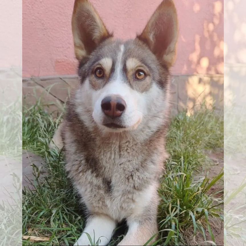 Сибирский хаски, взрослая собака