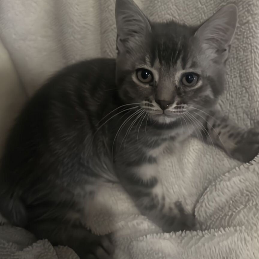 Шотландский прямоухий короткошёрстный котёнок