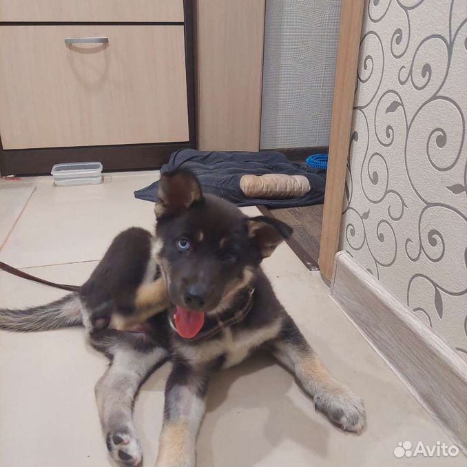 Хаски с кавказской овчаркой помесь