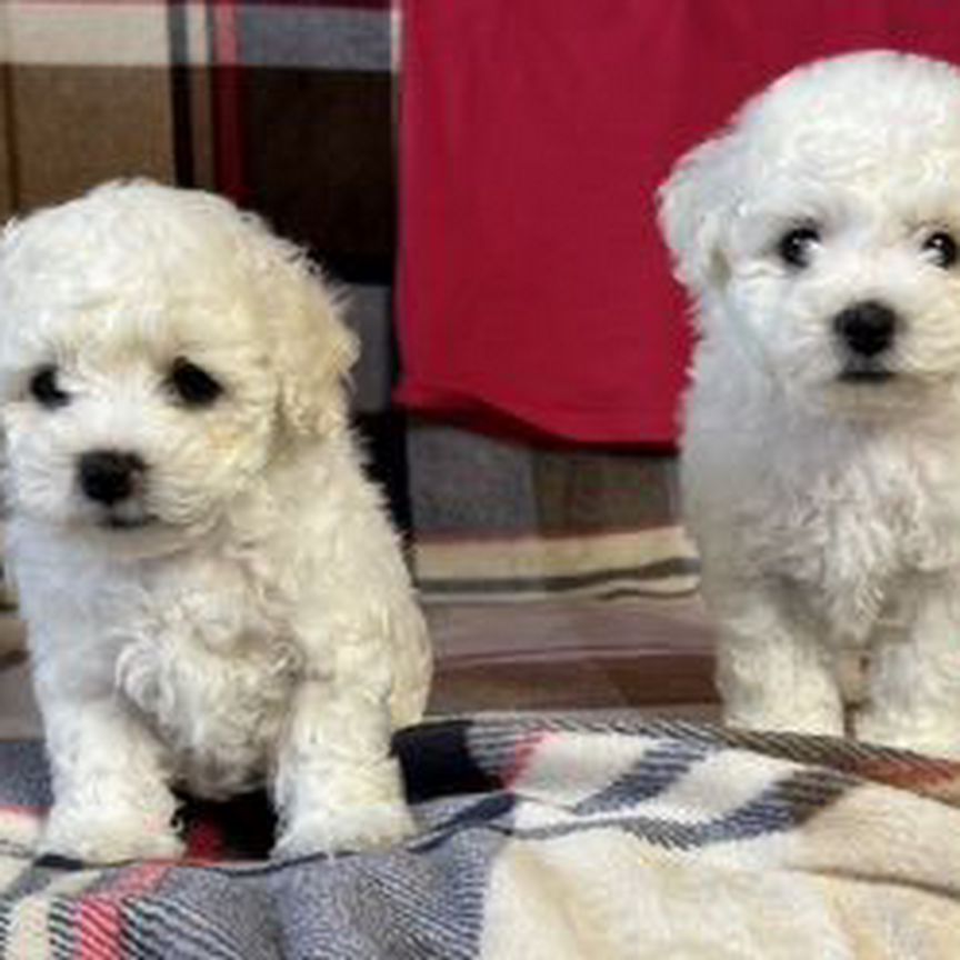 Мальтипу, щенок