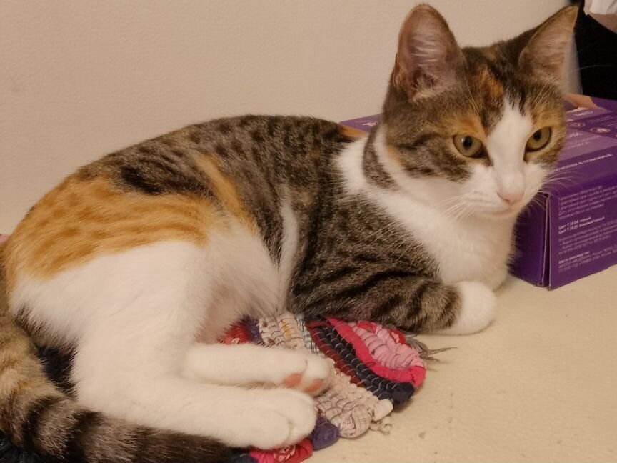 Кошка Удача в дом три цвета