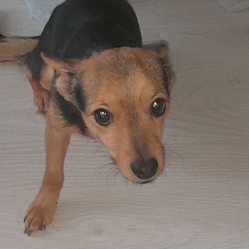 Домашние животные собаки маленькие