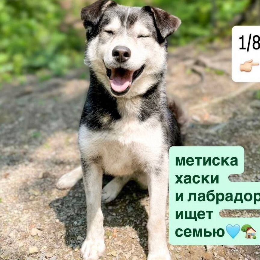 Взрослая собака в добрые руки